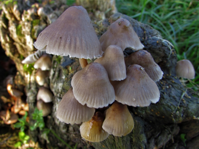 Common Bonnet - Wild Food UK