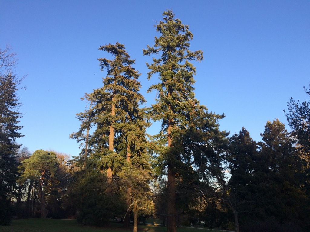 Douglas Fir - Wild Food UK