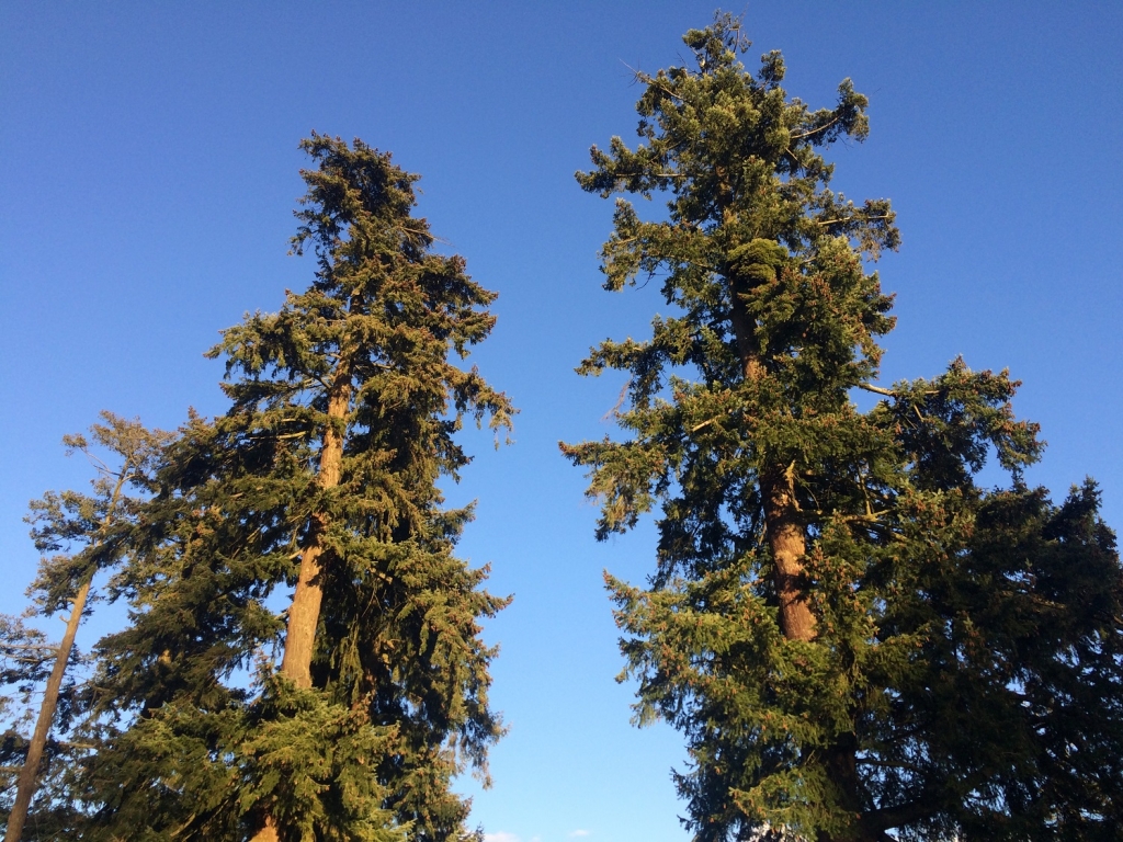 Douglas Fir - Wild Food UK