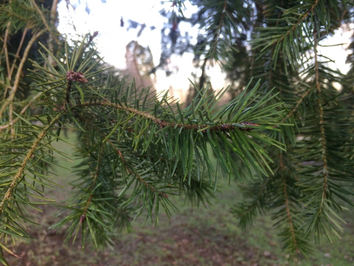 Douglas Fir - Wild Food UK