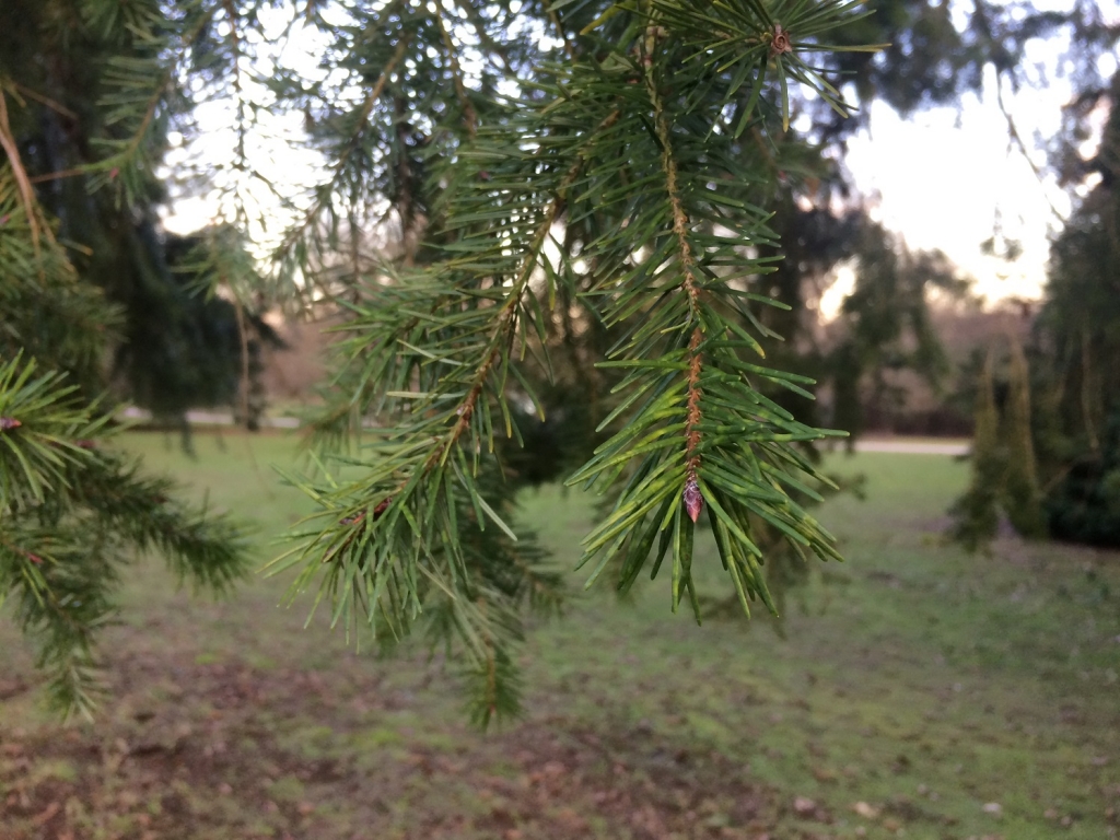 Douglas Fir - Wild Food UK