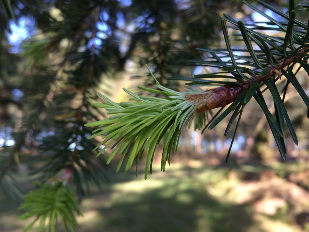 Douglas Fir - Wild Food UK
