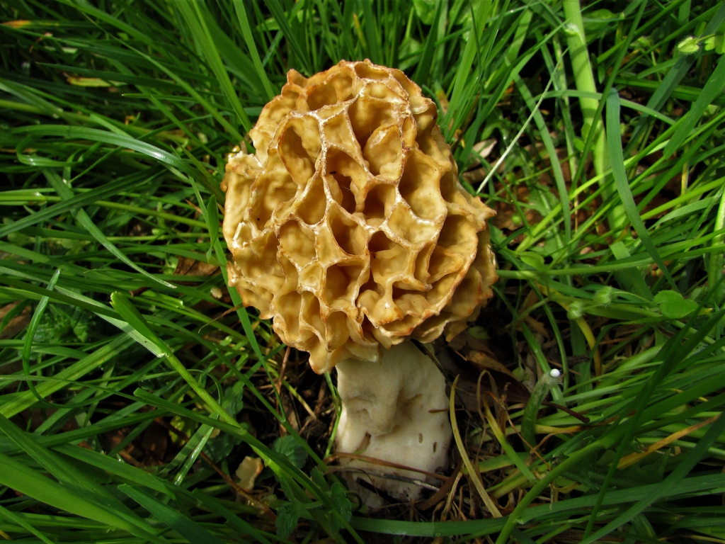 Morel - Wild Food UK