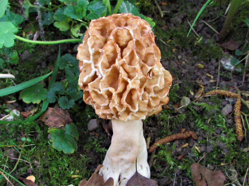 Morel - Wild Food UK