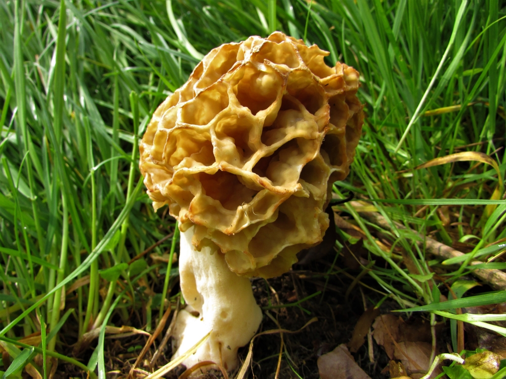Morel - Wild Food UK