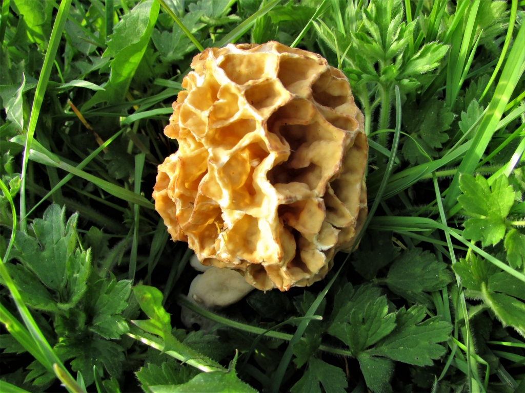 Morel - Wild Food UK