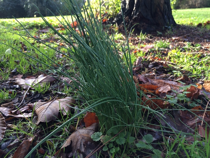 Crow Garlic - Wild Food UK