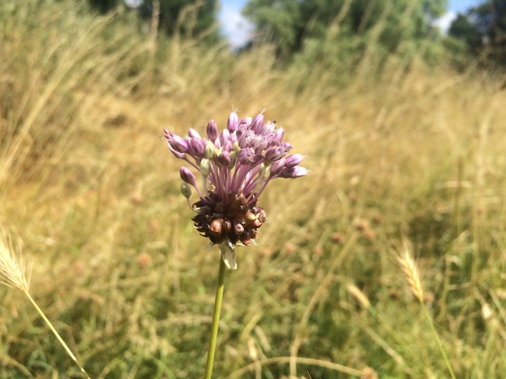 Crow Garlic - Wild Food UK