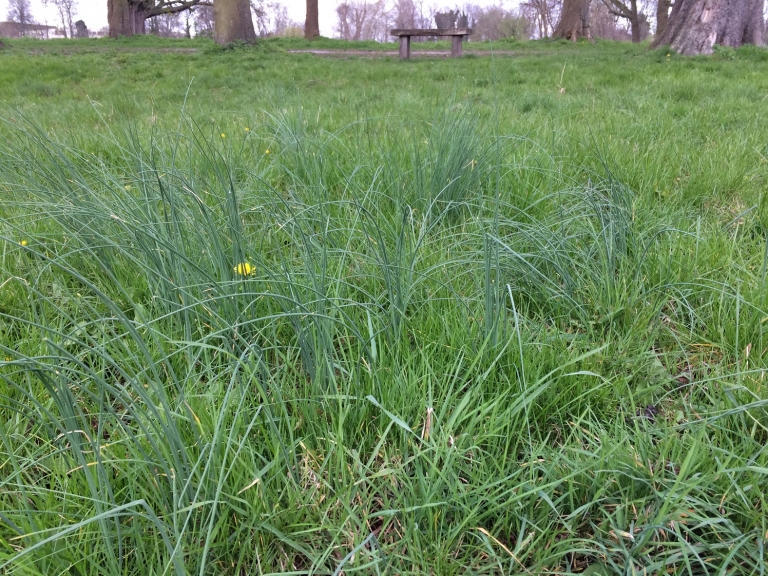 Crow Garlic - Wild Food UK
