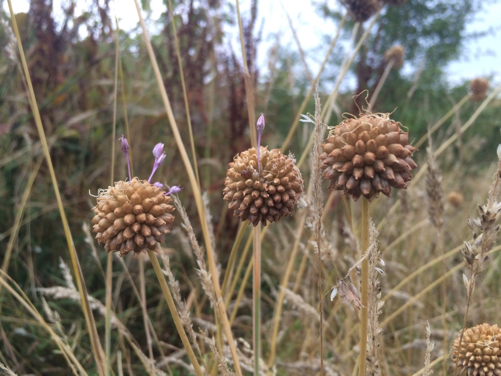 Crow Garlic - Wild Food UK
