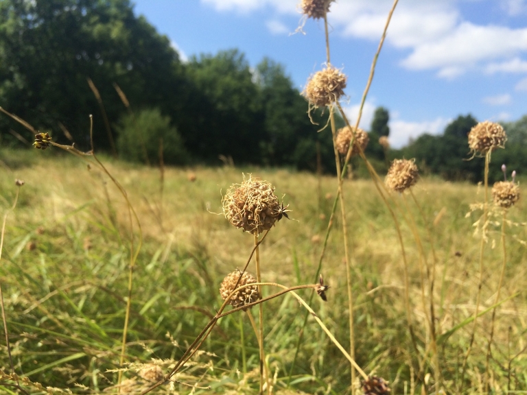 Crow Garlic - Wild Food UK