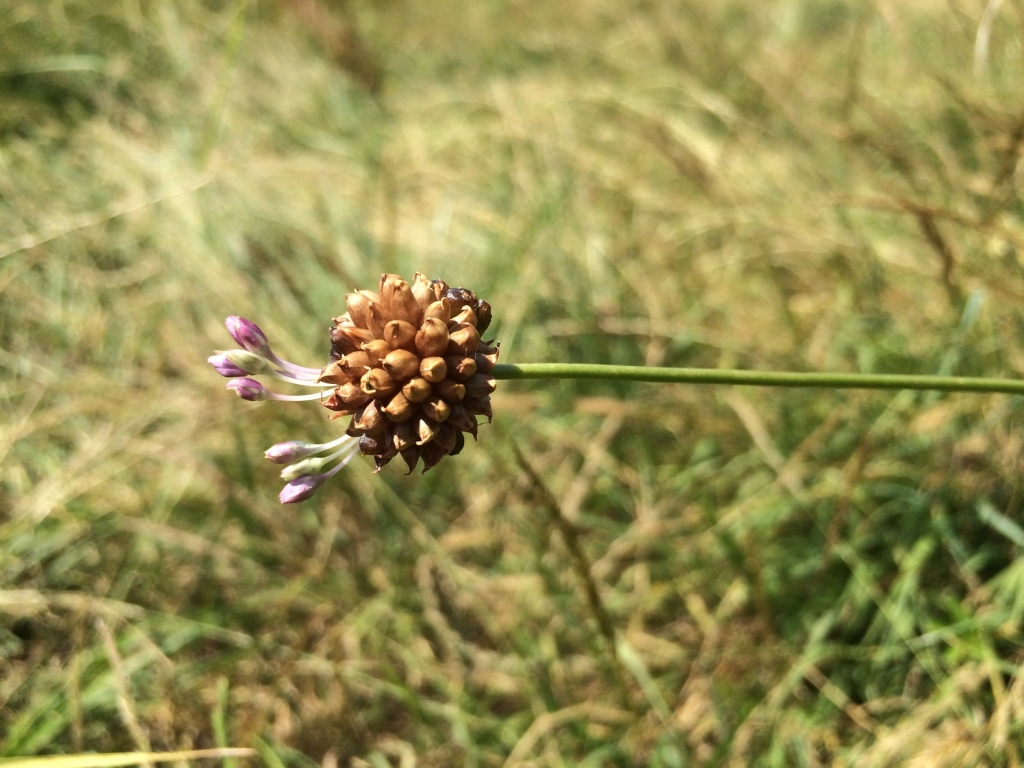Crow Garlic - Wild Food UK