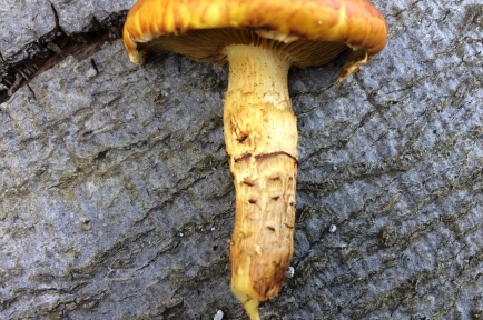 Golden Scalycap