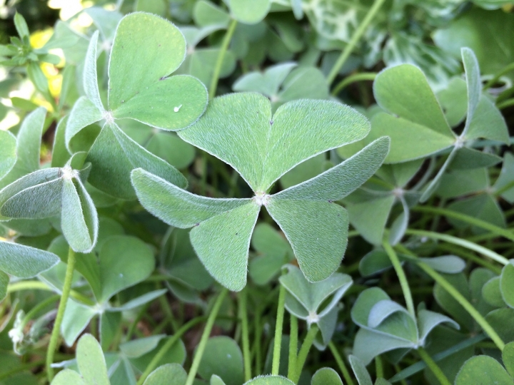 Pink-Sorrel - Wild Food UK