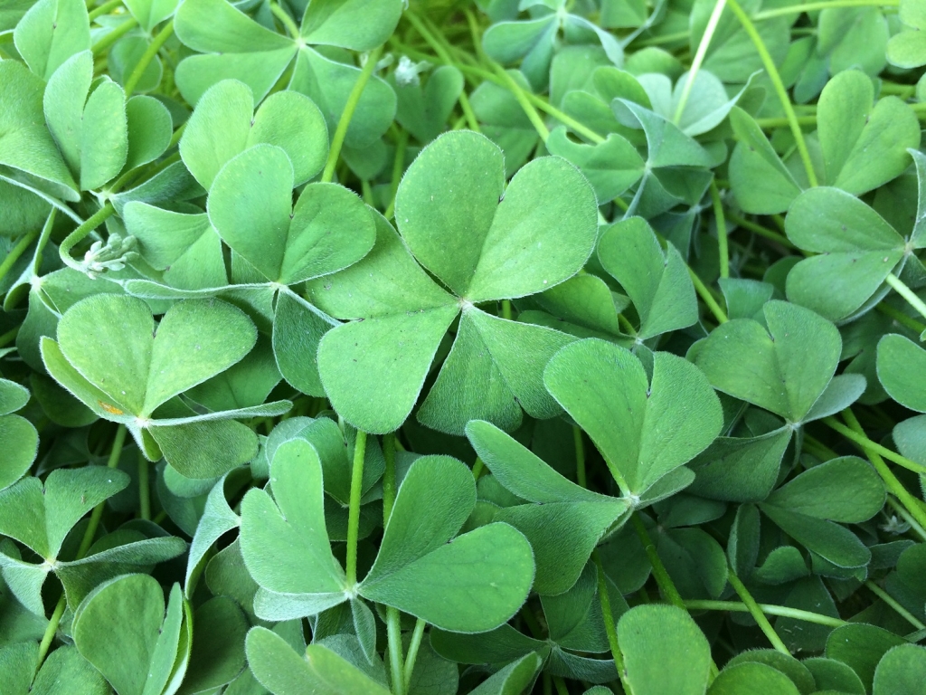 Pink-Sorrel - Wild Food UK