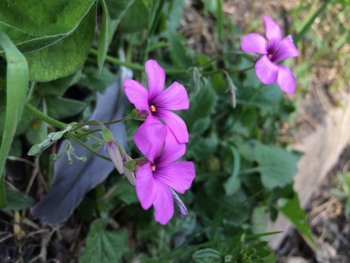 Pink-Sorrel - Wild Food UK