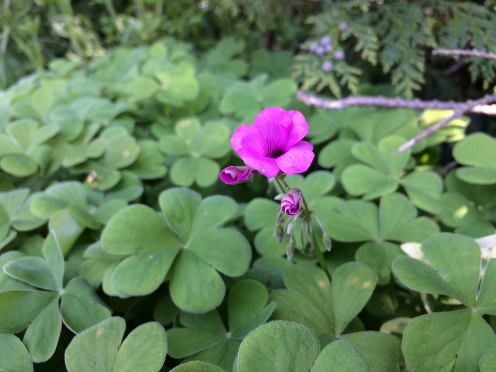Pink-Sorrel - Wild Food UK