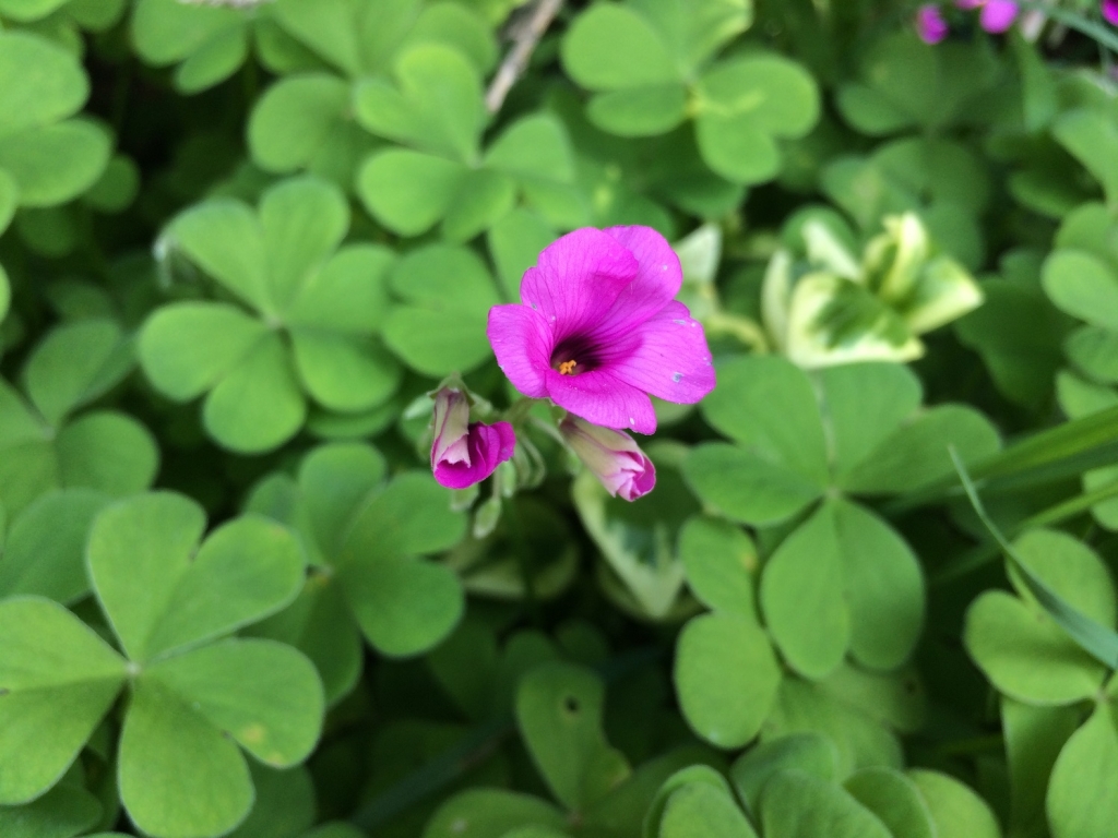 Pink-Sorrel - Wild Food UK
