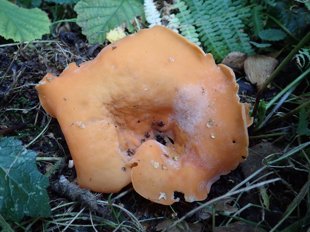 Orange Peel Fungus - Wild Food UK