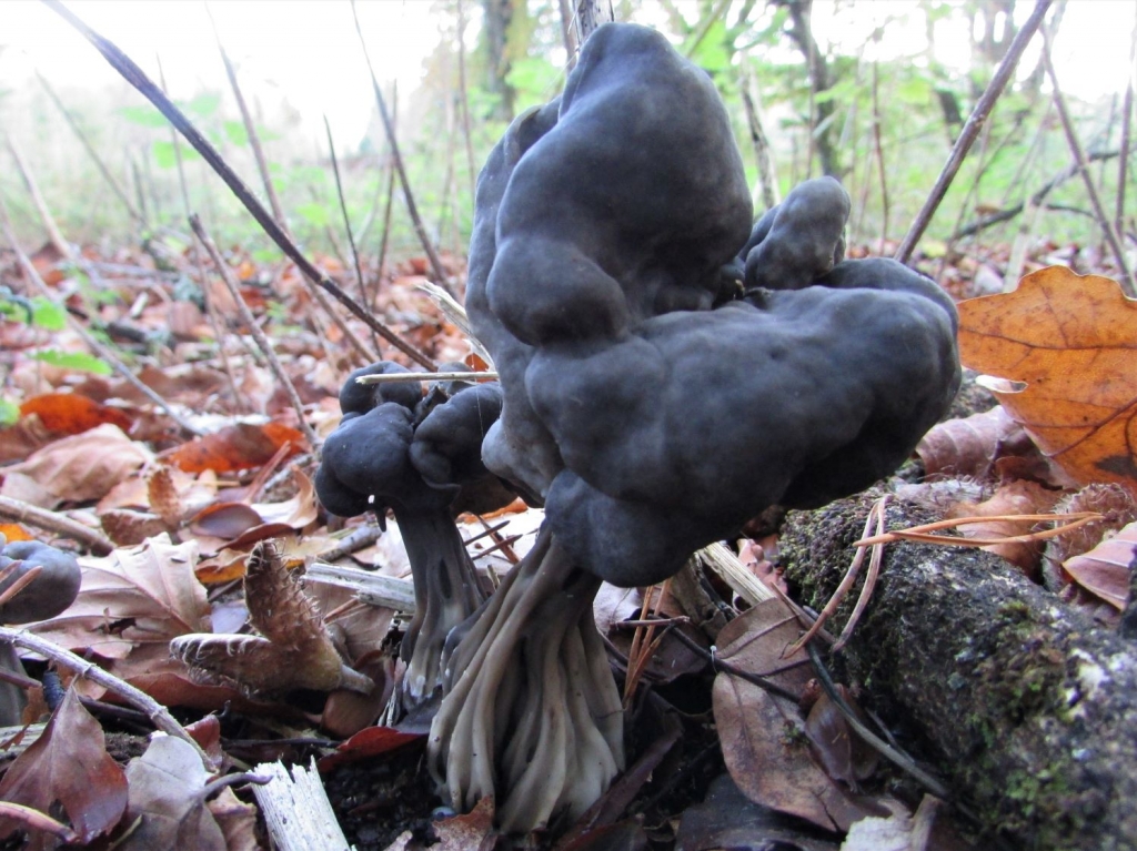 Elfin Saddle - Wild Food UK