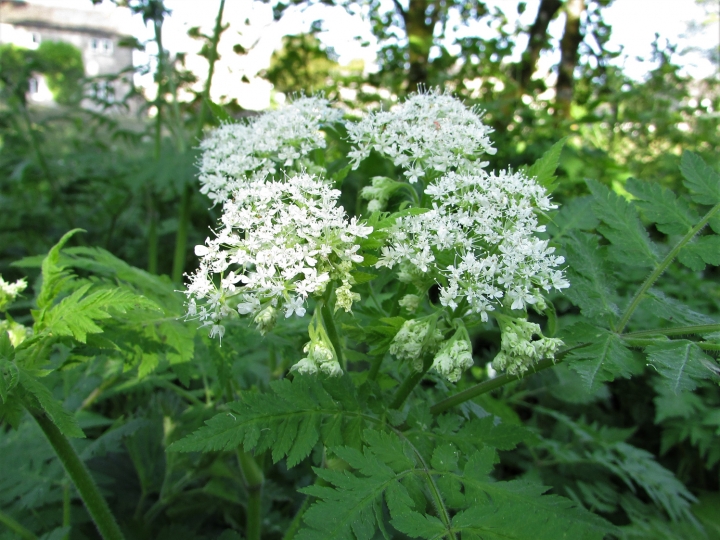 Sweet Cicely - Wild Food UK