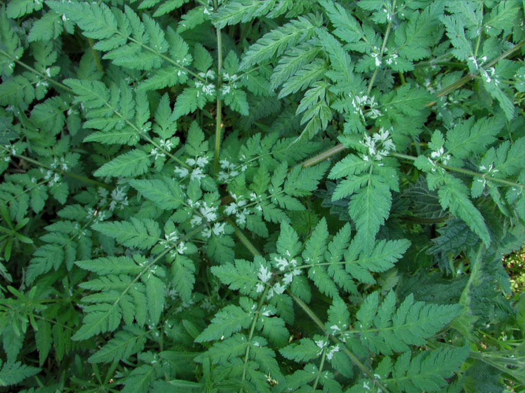 Sweet Cicely - Wild Food UK