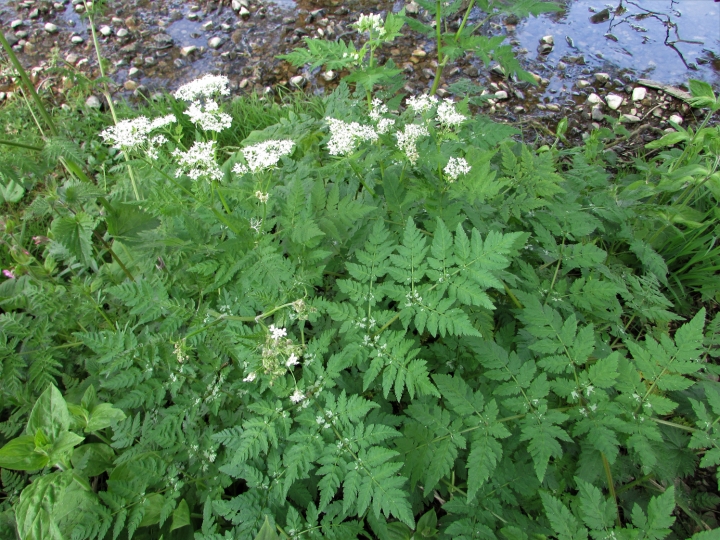 Sweet Cicely - Wild Food UK