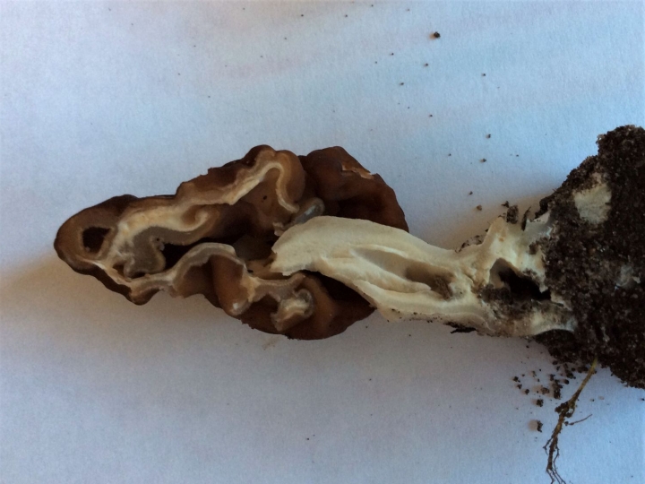 False Morel
