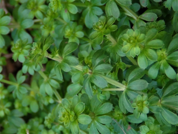 Hedge Bedstraw - Wild Food UK