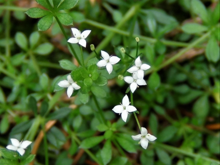 Hedge Bedstraw - Wild Food UK