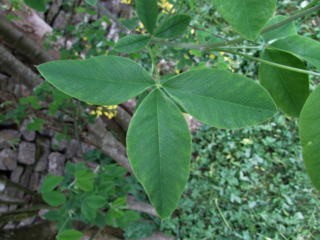 Laburnum - Wild Food UK