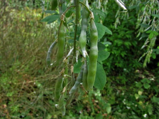 Laburnum - Wild Food UK