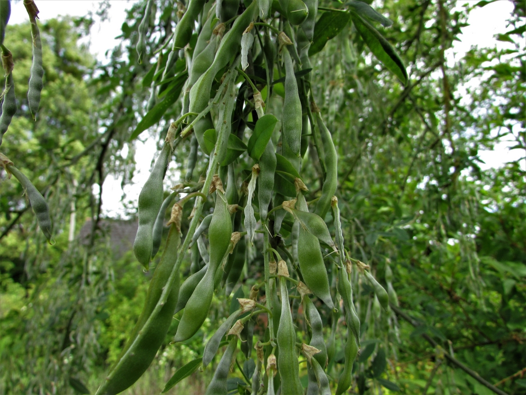 Laburnum - Wild Food UK