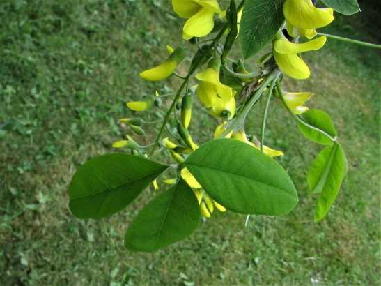 Laburnum - Wild Food UK