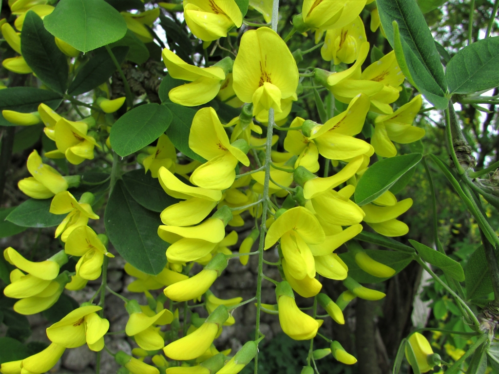 Laburnum - Wild Food UK