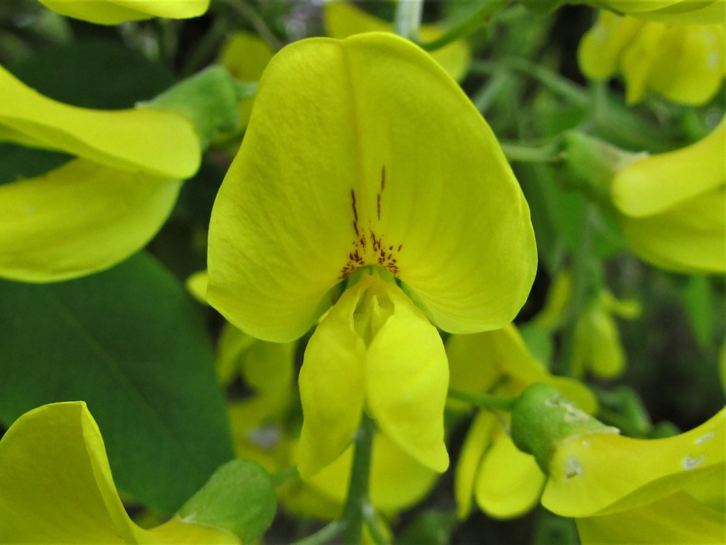 Laburnum - Wild Food UK