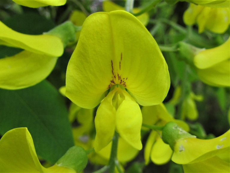 Laburnum - Wild Food UK