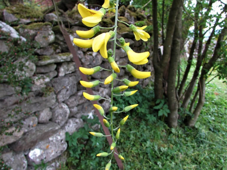 Laburnum - Wild Food UK