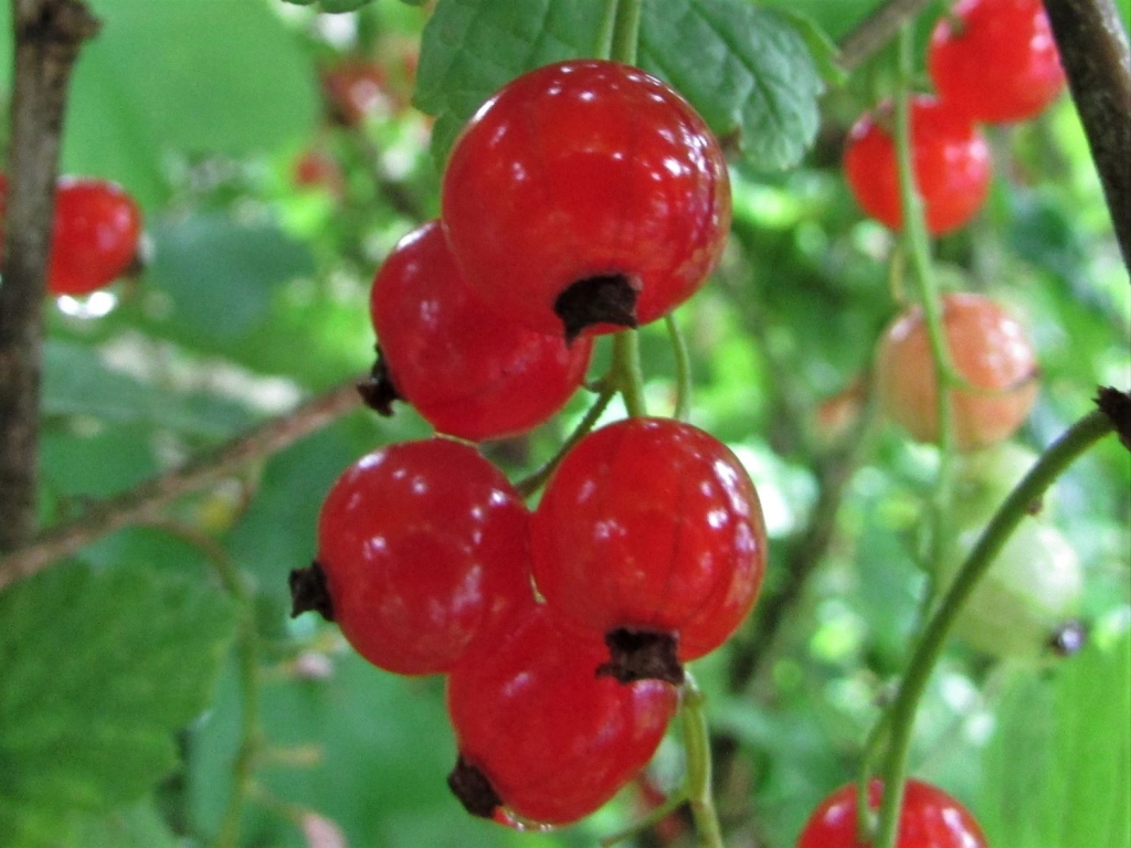 Redcurrant