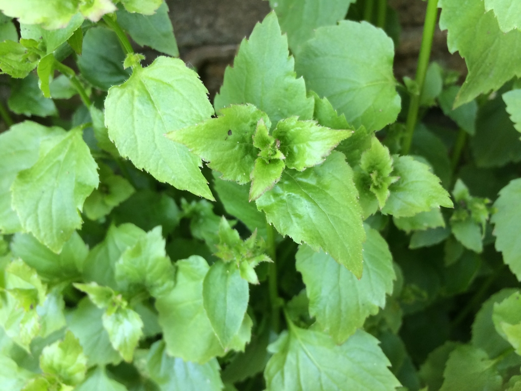 Trailing Bellflower - Wild Food UK