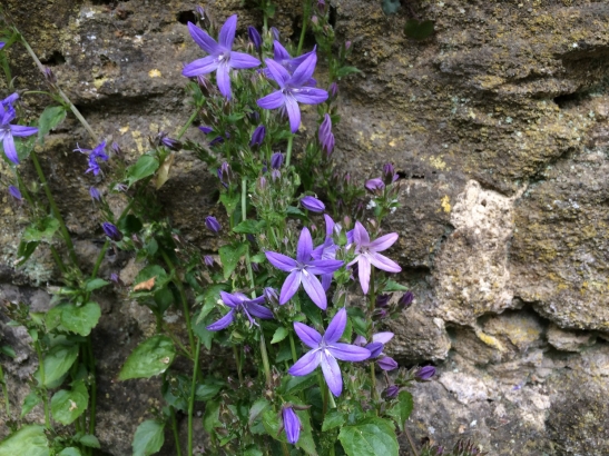 Trailing Bellflower - Wild Food UK
