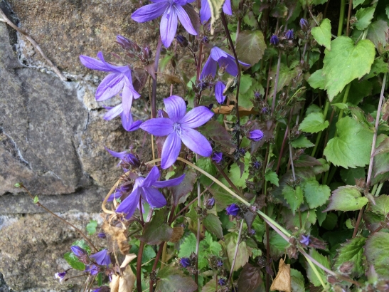 Trailing Bellflower - Wild Food UK