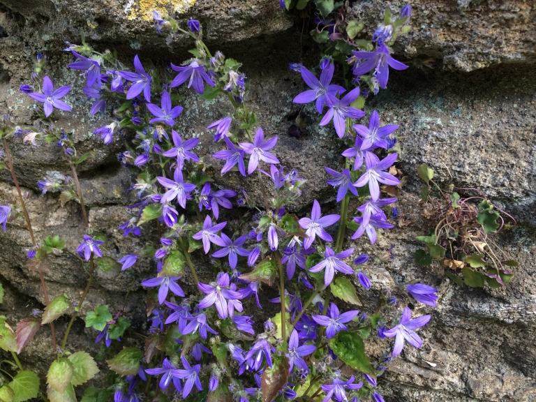 Trailing Bellflower - Wild Food UK