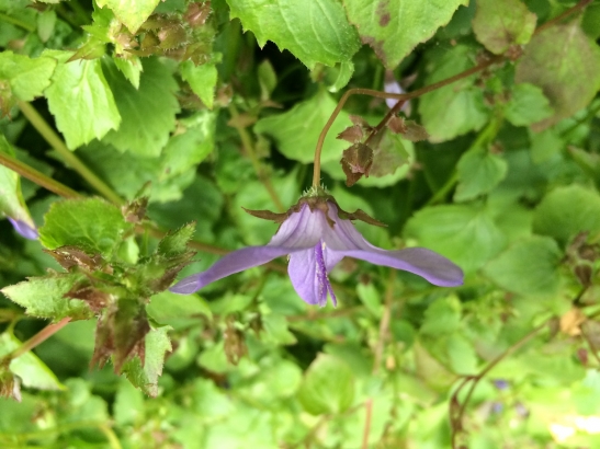 Trailing Bellflower - Wild Food UK