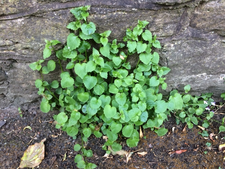 Trailing Bellflower - Wild Food UK