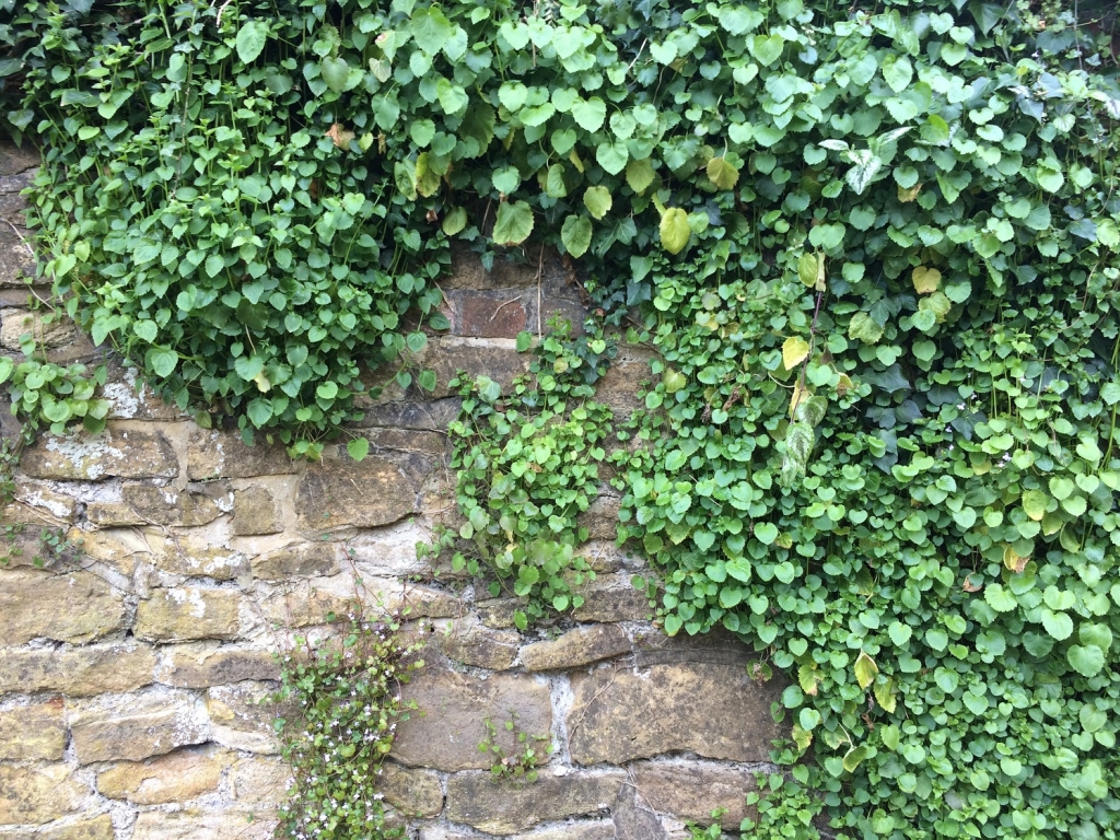 Trailing Bellflower - Wild Food UK