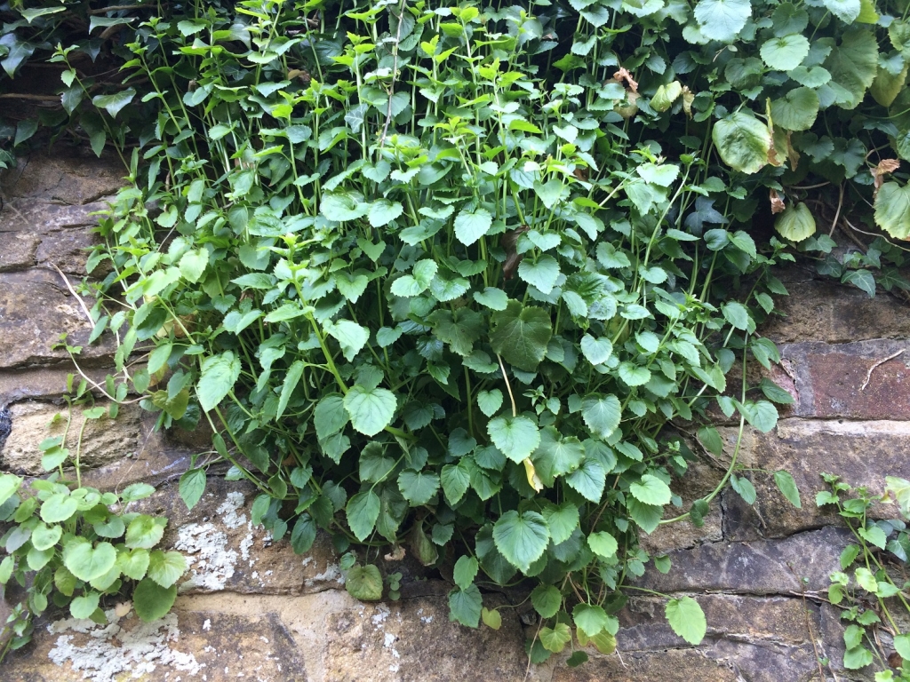 Trailing Bellflower - Wild Food UK