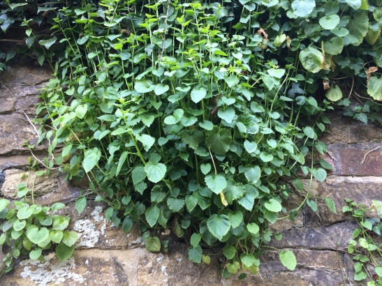 Trailing Bellflower - Wild Food UK