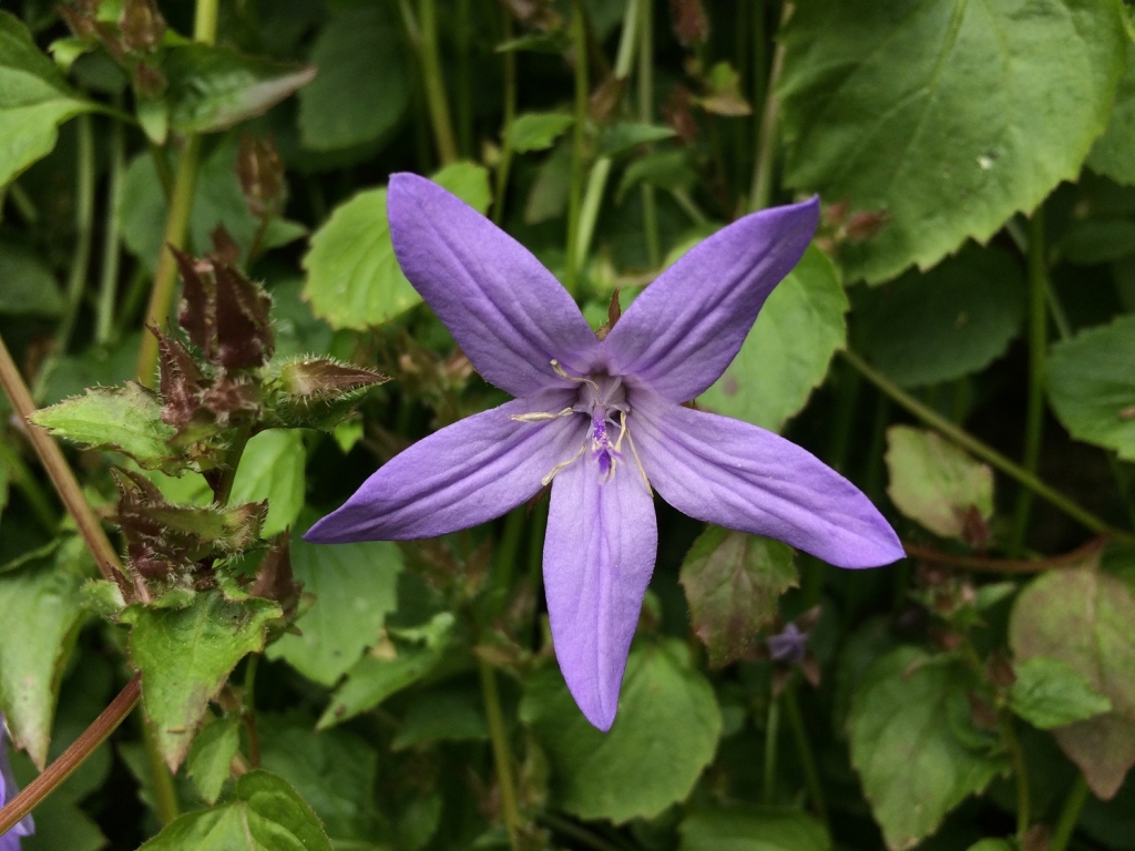 Trailing Bellflower - Wild Food UK