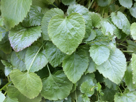 Trailing Bellflower - Wild Food UK